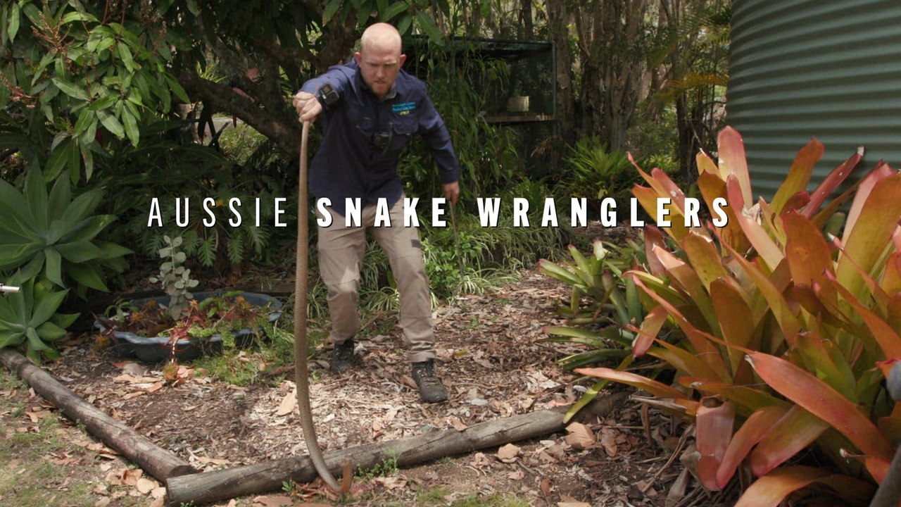 This Might Be Stu's Most Difficult Catch | Aussie Snake Wranglers Clip | EarthX - video Dailymotion
