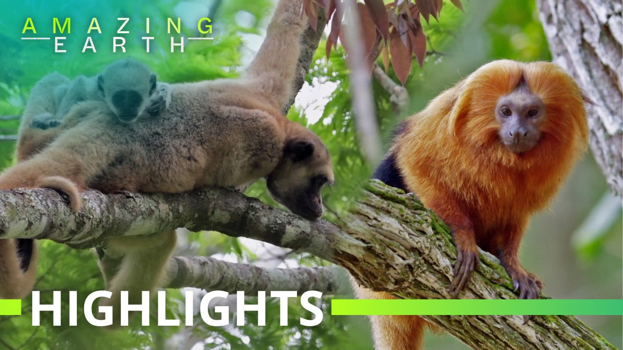 Amazing Earth: The WILD monkeys of Rio de Janiero in Brazil! - video ...
