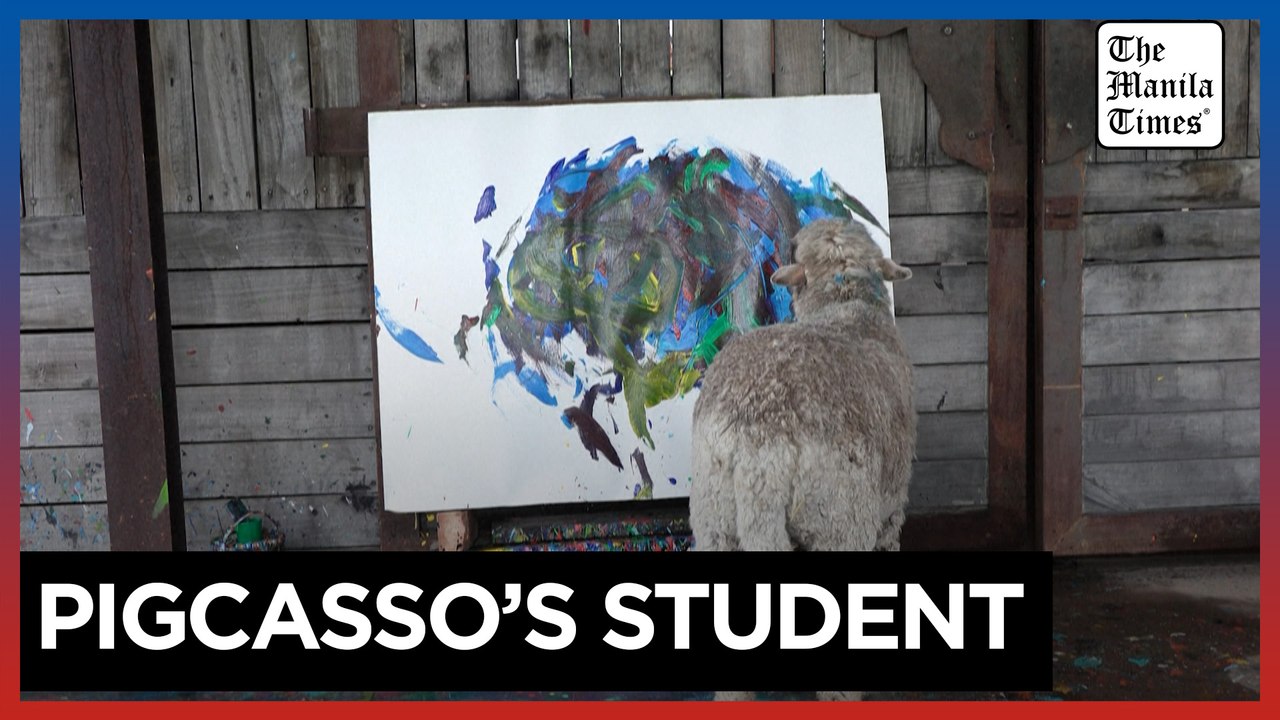 Meet 'Baanksy', the sheep that paints - video Dailymotion