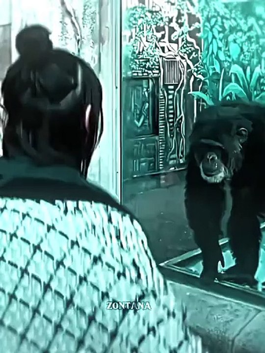 Sigma monkey - video Dailymotion