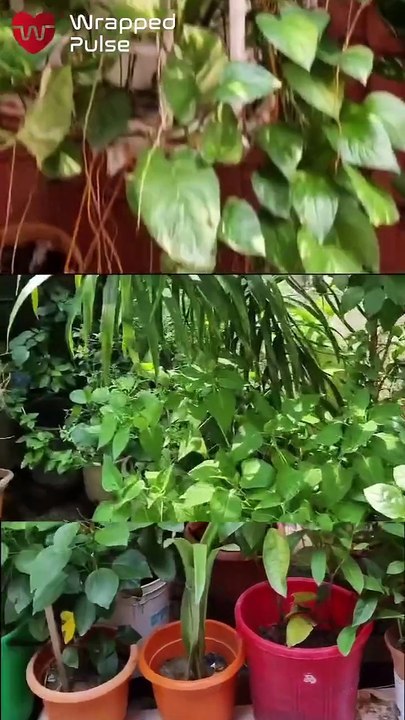 संस्कारी सोच, बोल्ड कदम: Angel Bhandari - video Dailymotion