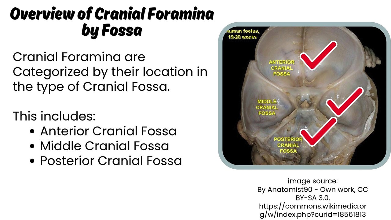 Cranial Foramina and the Structures Passing Through | Detailed Anatomy ...