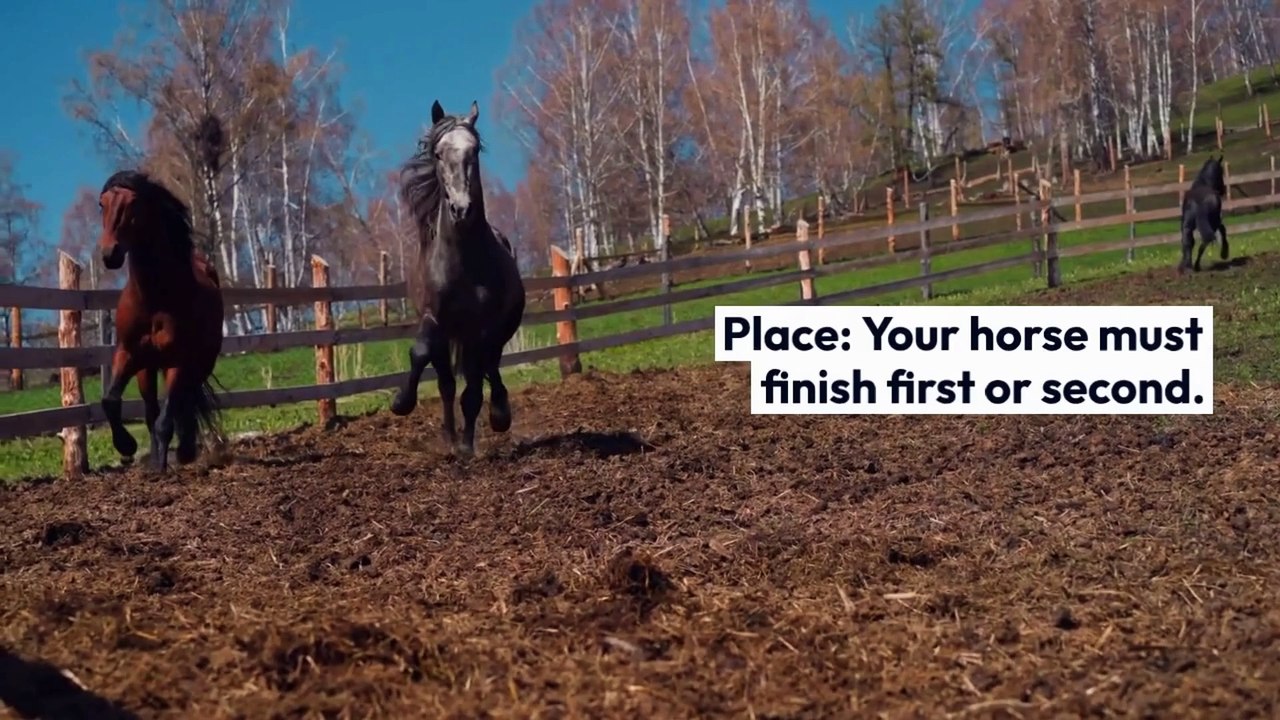 A Step-by-Step Guide to Bet on Harness Horse Racing - video Dailymotion