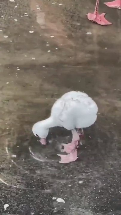 El inédito video de un bebé flamenco aprendiendo a patalear en el agua ...