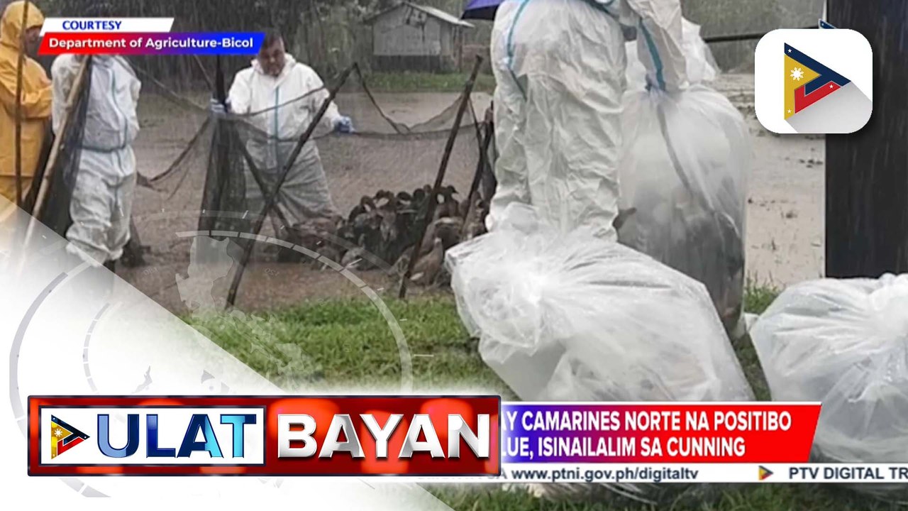 Mga pato na positibo sa H5N2 subtype ng Avian Influenza sa Camarines ...