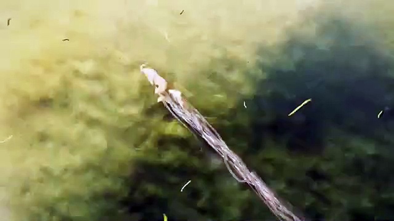 Okami 2 (Sequel) - Teaser Trailer | The Game Awards 2024 - video ...