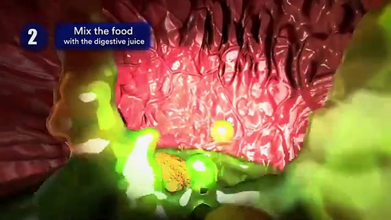 How does your body turn food into poop_ Human digestive system - video ...