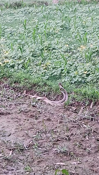 Snake | Naag Naagin | Cobra - video Dailymotion
