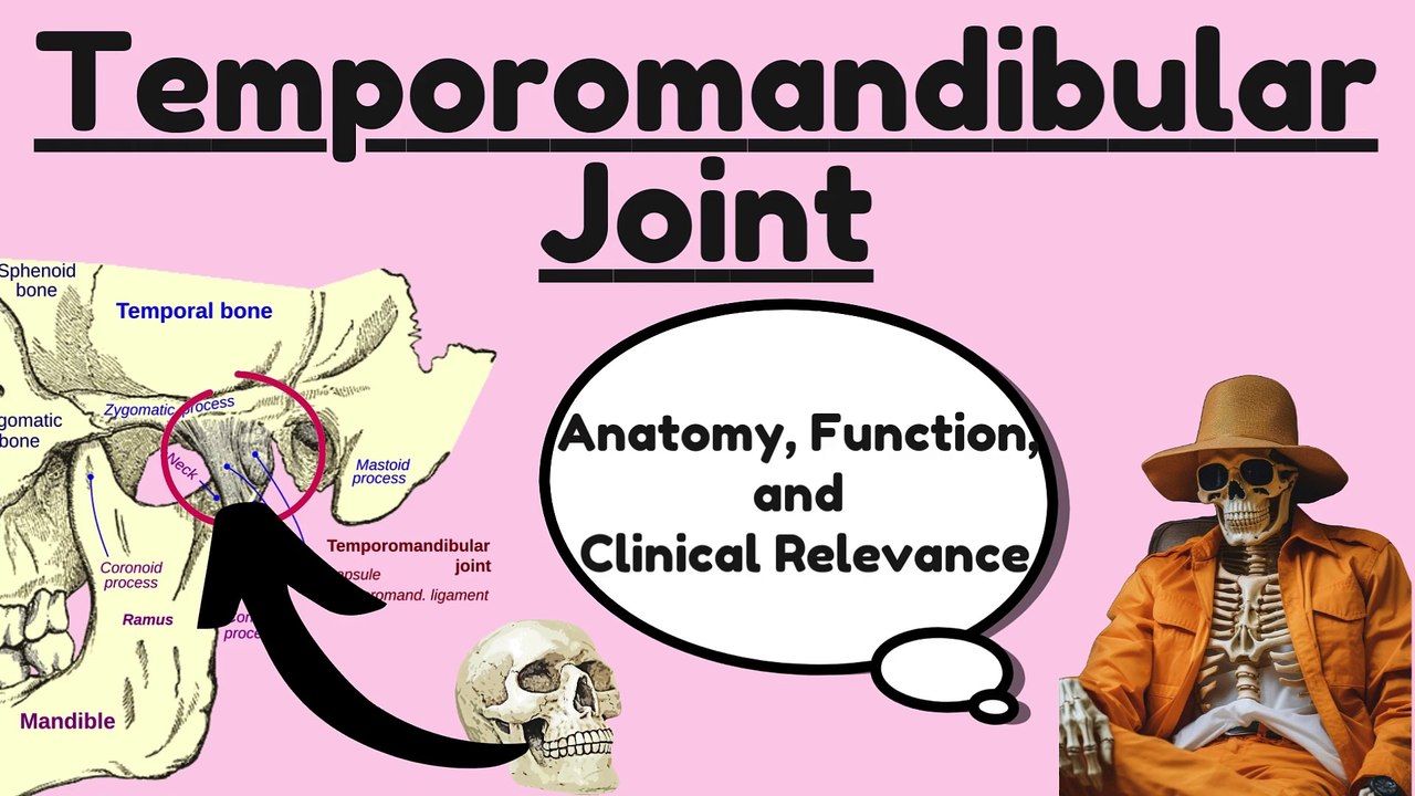 Anatomy of the Temporomandibular Joint (TMJ): Complete Guide to ...