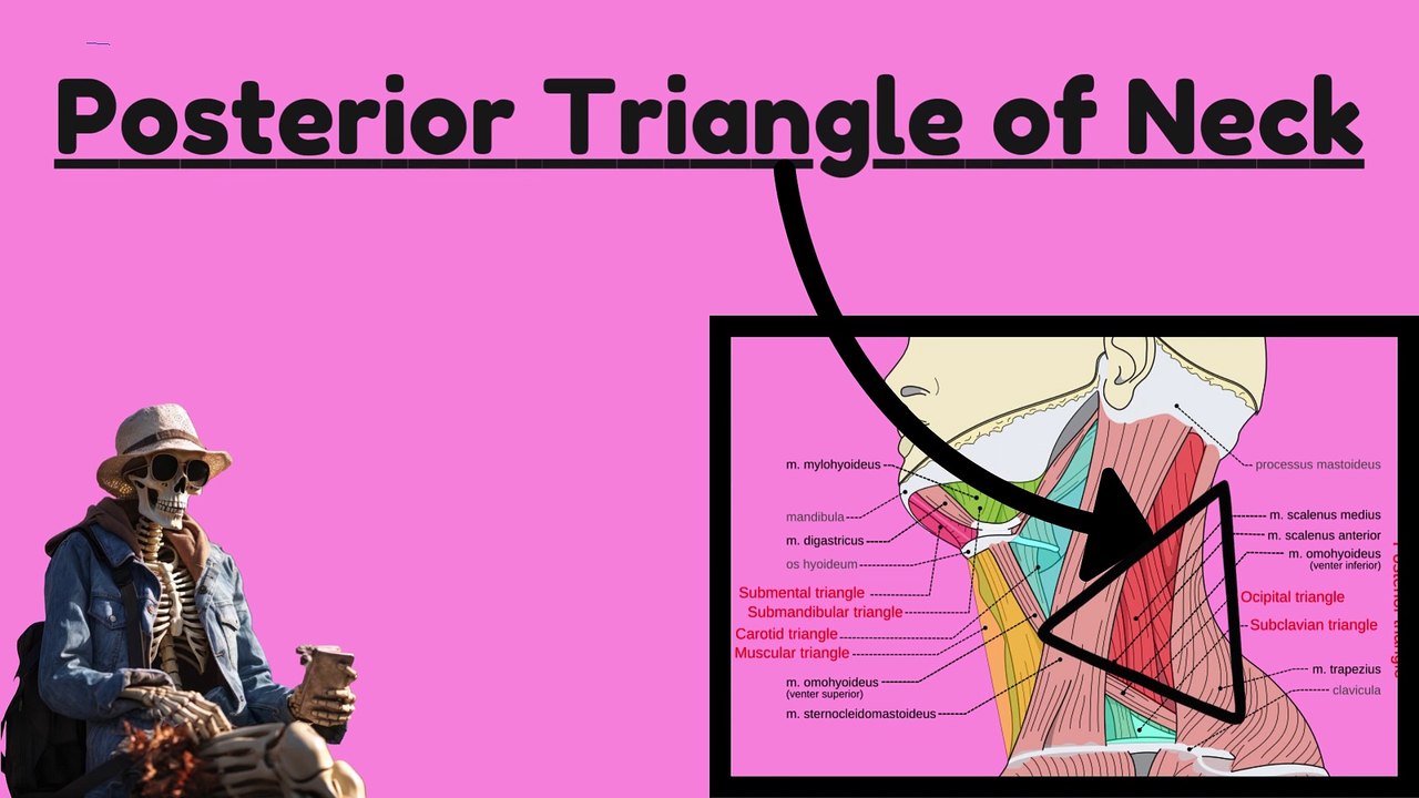 Anatomy of the Posterior Triangle of the Neck and Its Subdivisions ...