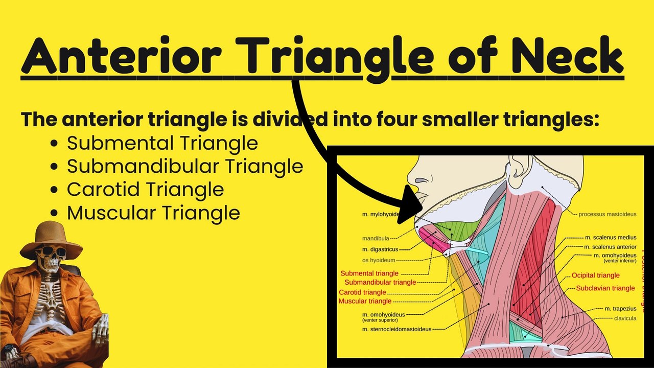 Anatomy of the Anterior Triangle of the Neck and Its Subdivisions ...
