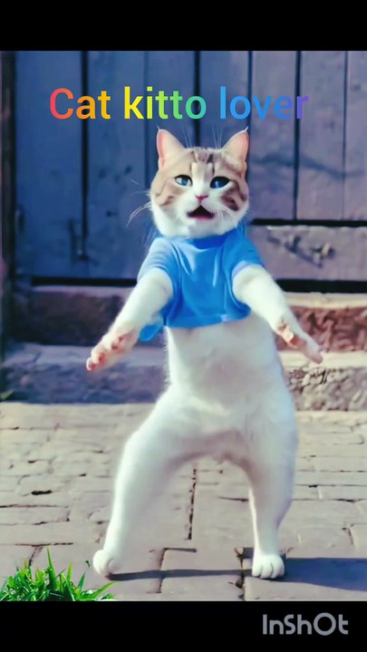 Cat kitto lover - video Dailymotion