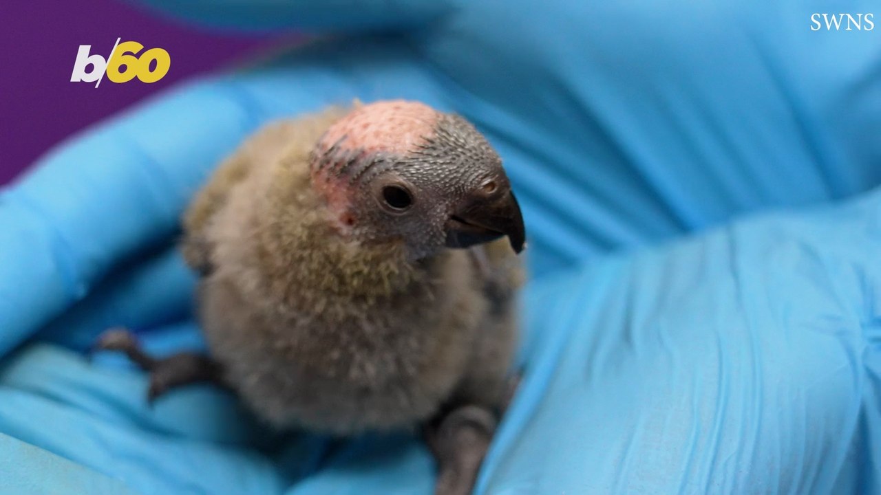 This Very Rare Bird Is Finding Hope With the Addition of Two New ...