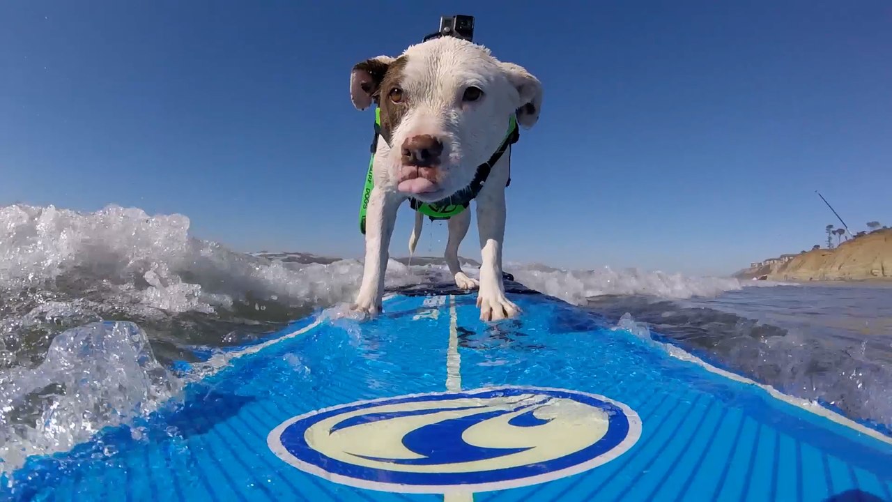 Sehen Sie, wie dieser Welpe das Surfen lernt - video Dailymotion