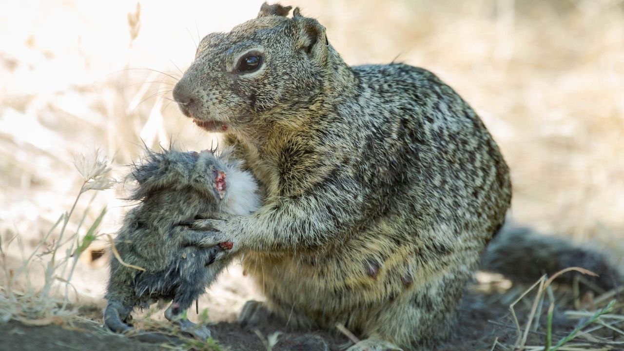Killer squirrels spotted for first time - video Dailymotion