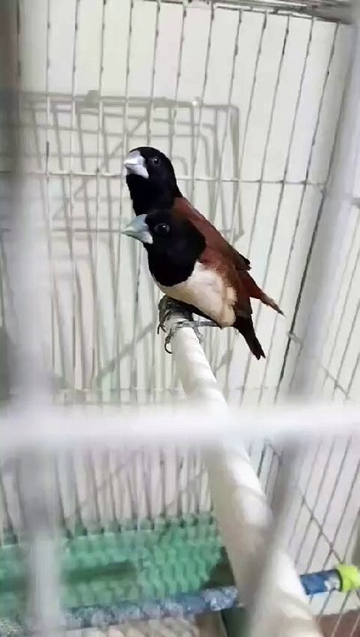 Black Java Birds very beautiful pairr - - video Dailymotion