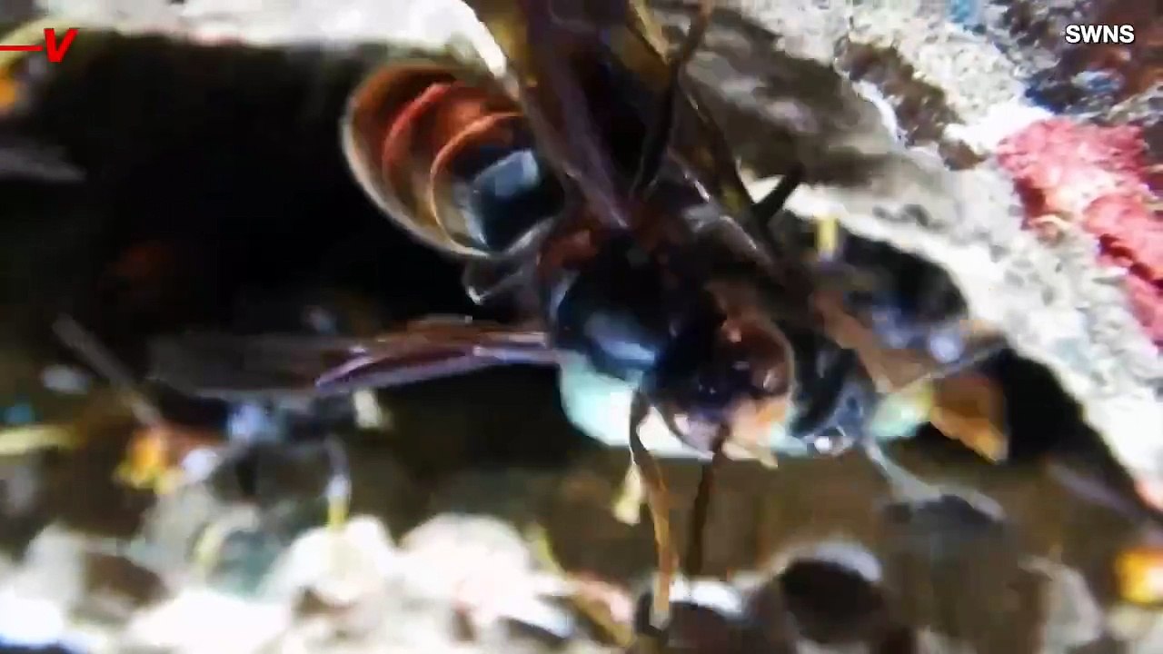 Asian Hornets Are Systematically Choking Out 1,400 Native Species in UK ...