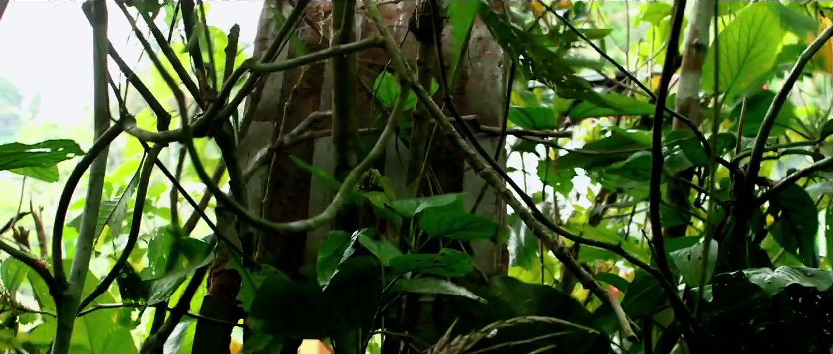 El infierno verde | movie | 2013 | Official Trailer - video Dailymotion