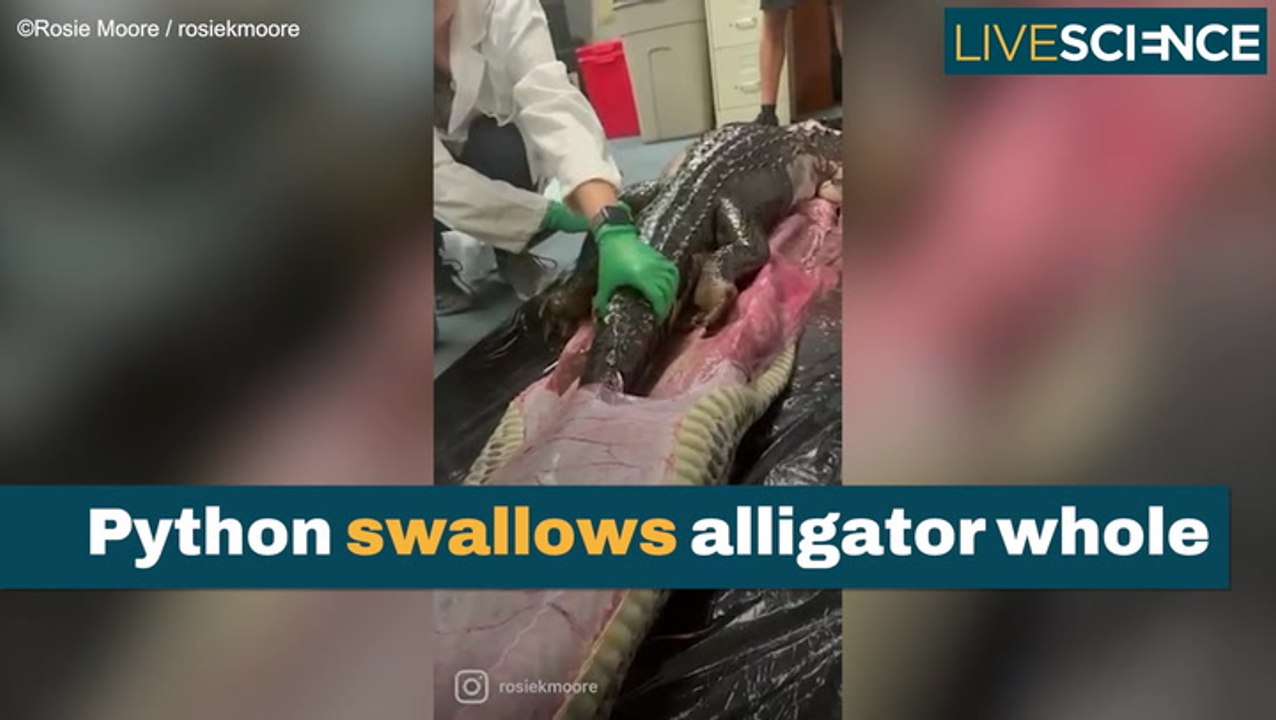 Python Swallows Alligator Whole - video Dailymotion