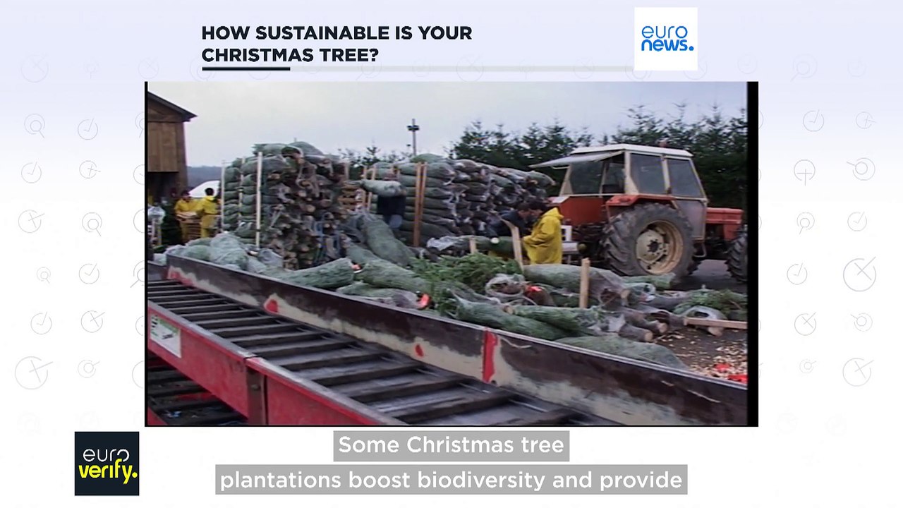Fact-check: Is a real or artificial Christmas tree better for the ...