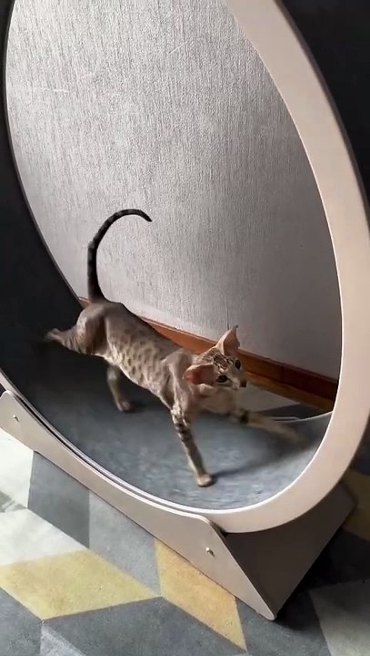 🐱 Welcome to the purr-fect world of *cats*! In this whisker-twitching ...