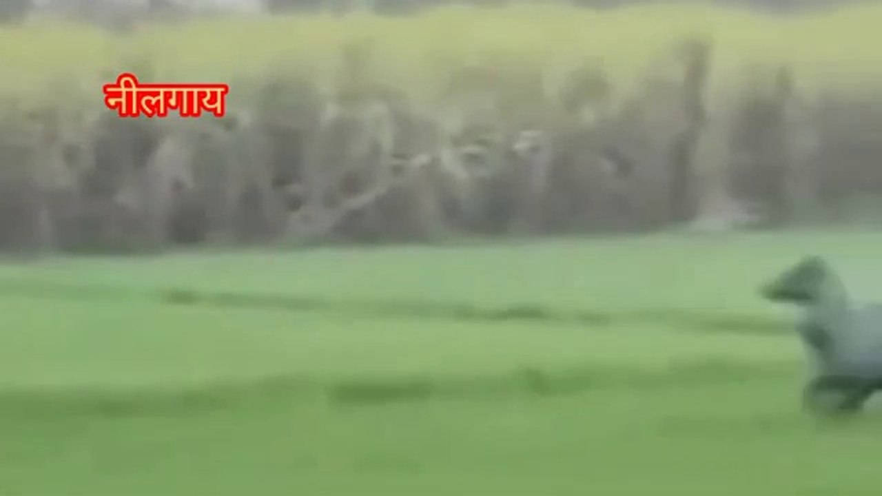 Animals - video Dailymotion