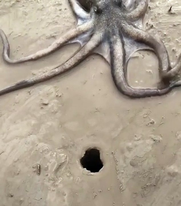 The way tht octopus slide in to tht tiny hole - video Dailymotion
