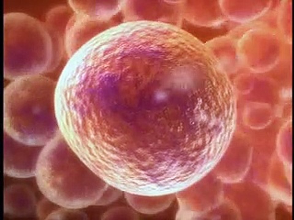 IMAX - The Incredible Human Body (National Geographics) - video Dailymotion