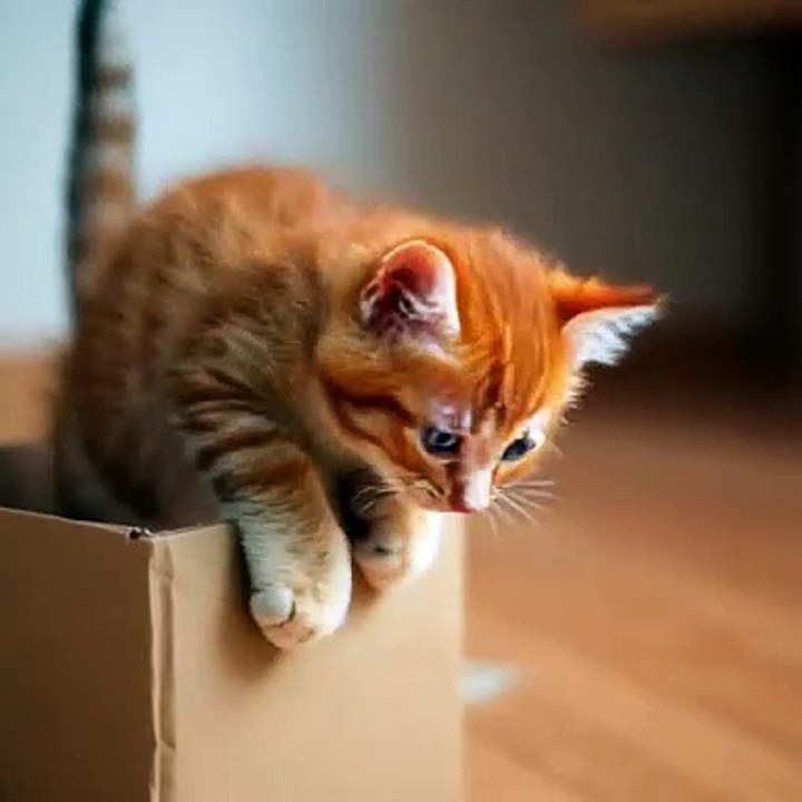 Observing cat - video Dailymotion