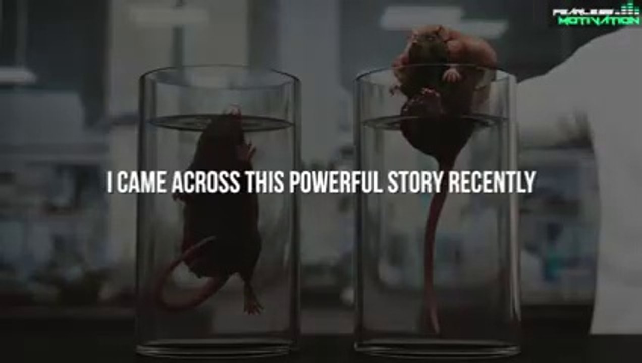 Shocking Rat Experiment Teaches Powerful Life Lesson - video Dailymotion