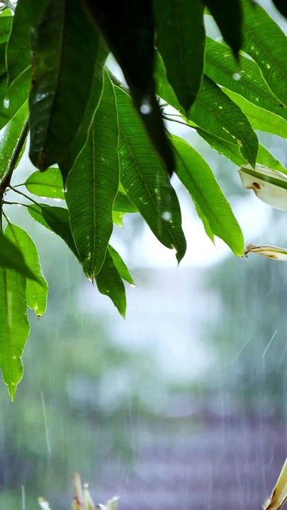 Relaxing Rainfall in 4K Serene Nature Sounds - video Dailymotion