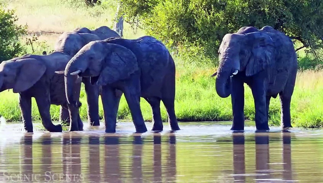 African Safari 4K - Amazing Wildlife of African Savanna ｜ Scenic ...