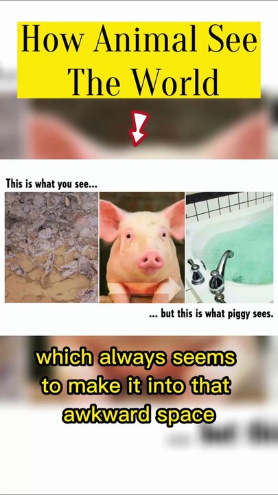 How animals see the world ( Part 1 ) - video Dailymotion