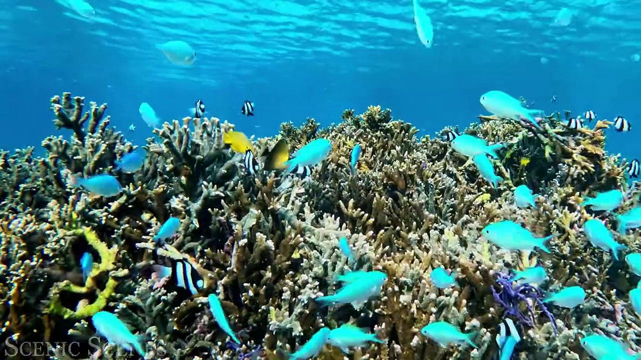 Underwater Wonders 4K - Incredible Colorful Ocean Life ｜ Marine Life ...