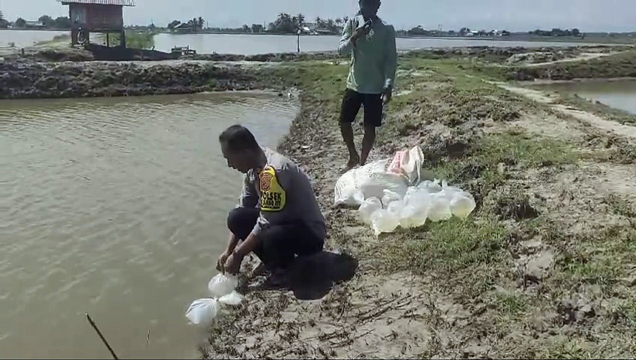 Benur udang - Video Dailymotion