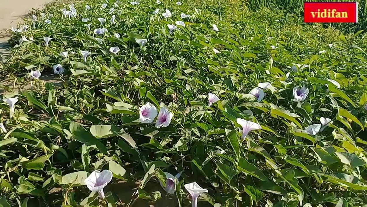 morning glory flower - video Dailymotion