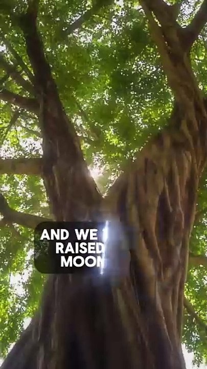 The Guiding Light of the Moon and Its Effects on Humanity - video ...