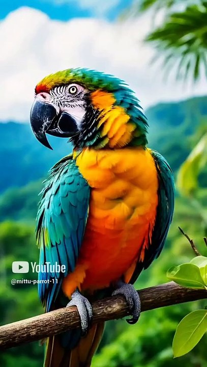 MITHU MAI TOTAA __ PARROT KIDS __ - video Dailymotion