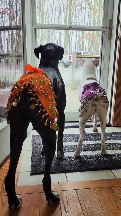 Boxer dogs make jingly wiggles in their belly dancing skirts their yips ...