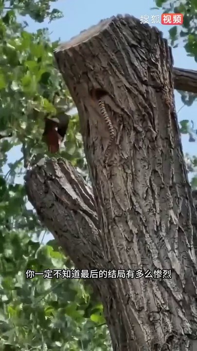 animal videos watch with us - video Dailymotion