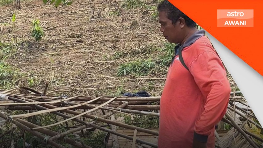 Pekebun orang asli kerugian RM5,000 akibat serangan gajah liar | Astro ...