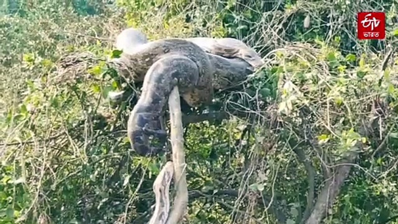 The world of pythons thrives in Keoladeo National Park. Pythons hanging ...