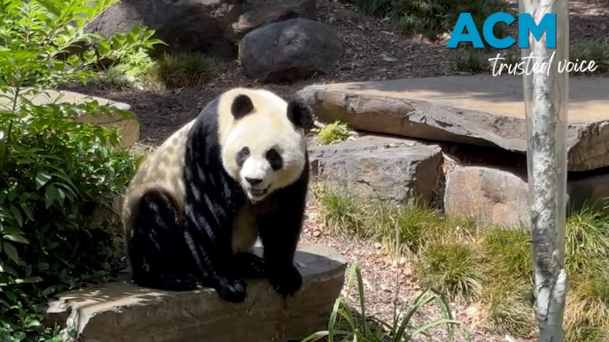 Giant pandas debut at Adelaide Zoo | The Canberra Times | Canberra, ACT