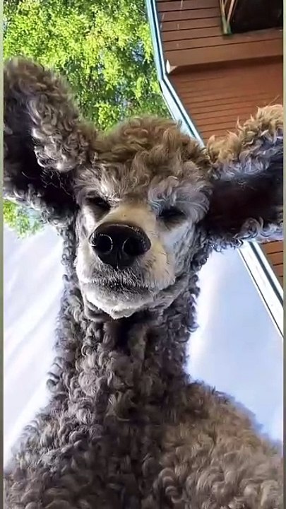 It's true that you didn't pick up the phone when I called you, I was afraid you'd get scraped ...