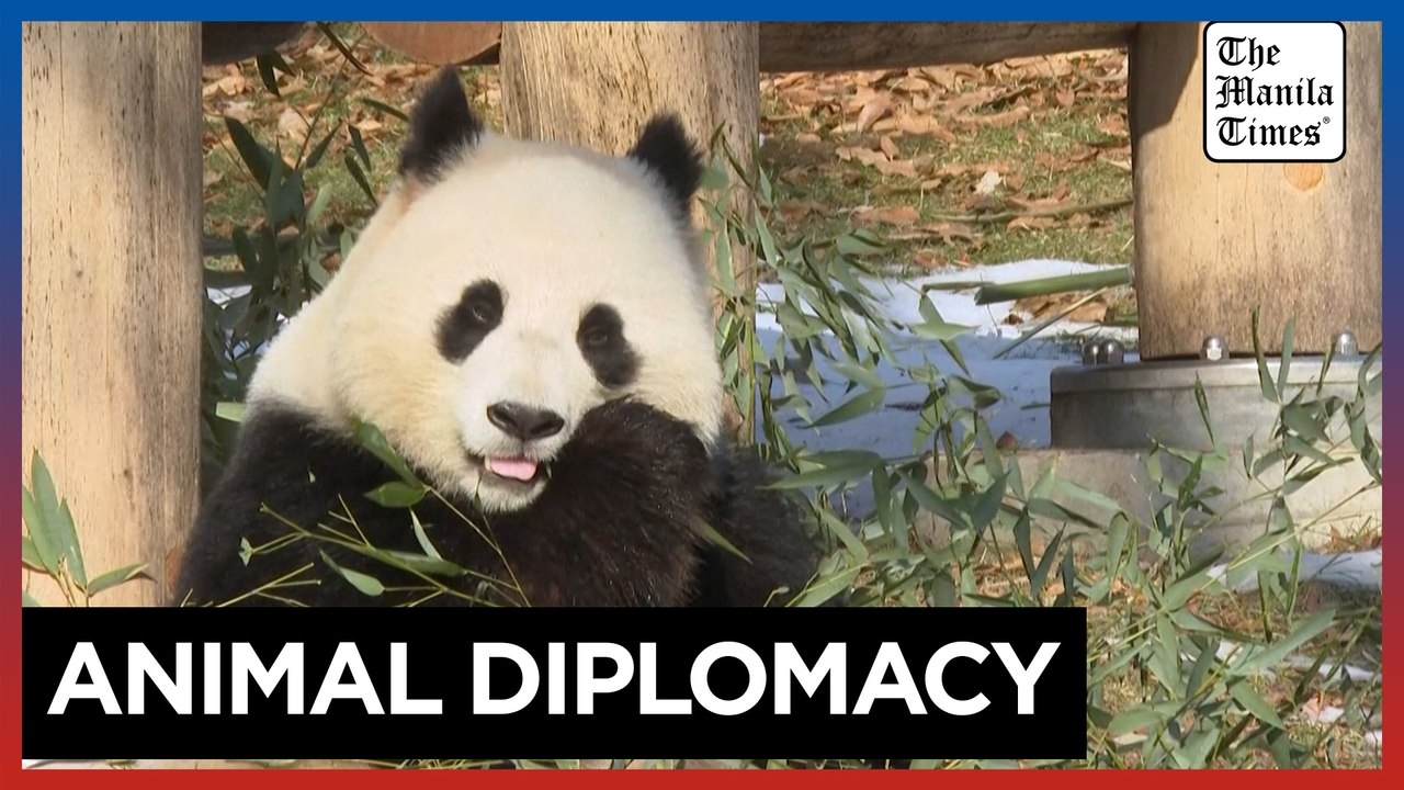 Pandas Bao Li and Qing Bao make public debut at Washington zoo - video ...