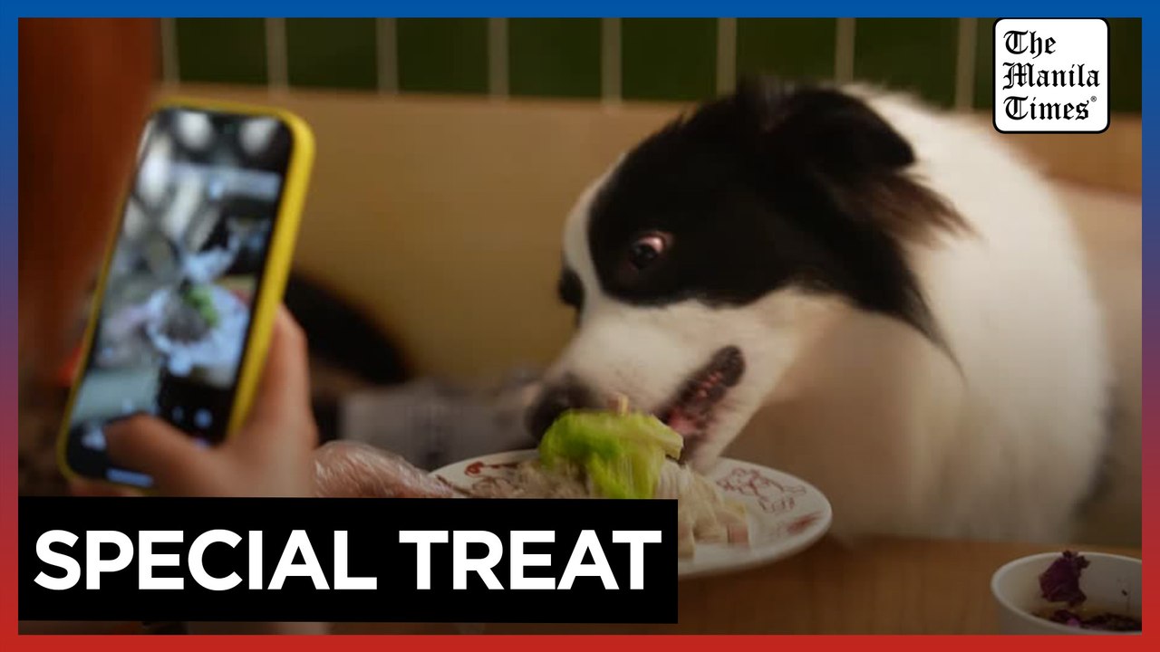 Shanghai dogs enjoy Lunar New Year feast - video Dailymotion