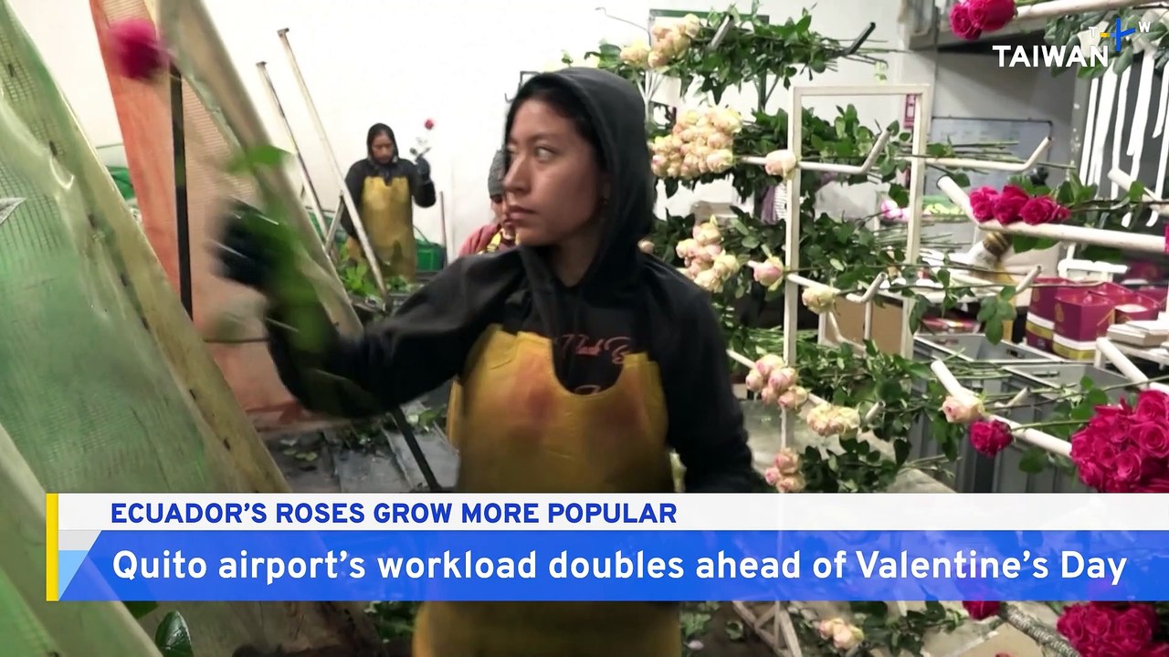 Ecuador's Rose Exports Booming Ahead of Valentines Day - video Dailymotion