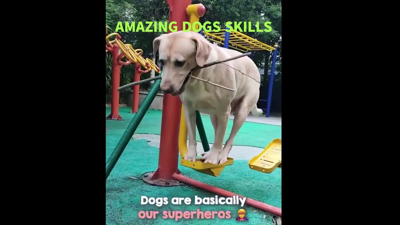 AMAZING DOGS SKILLS - video Dailymotion