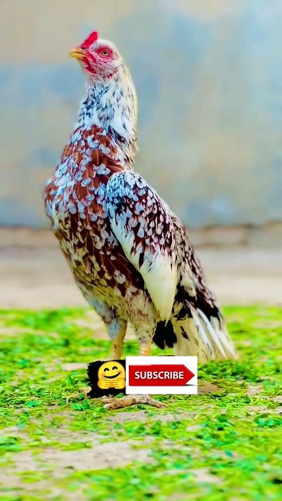 Aseel and beautiful Murgha #murgha #aseelmurgha #wkshorts - video ...