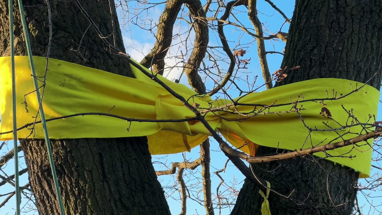 Otley tree felling postponed due to protesters - video Dailymotion